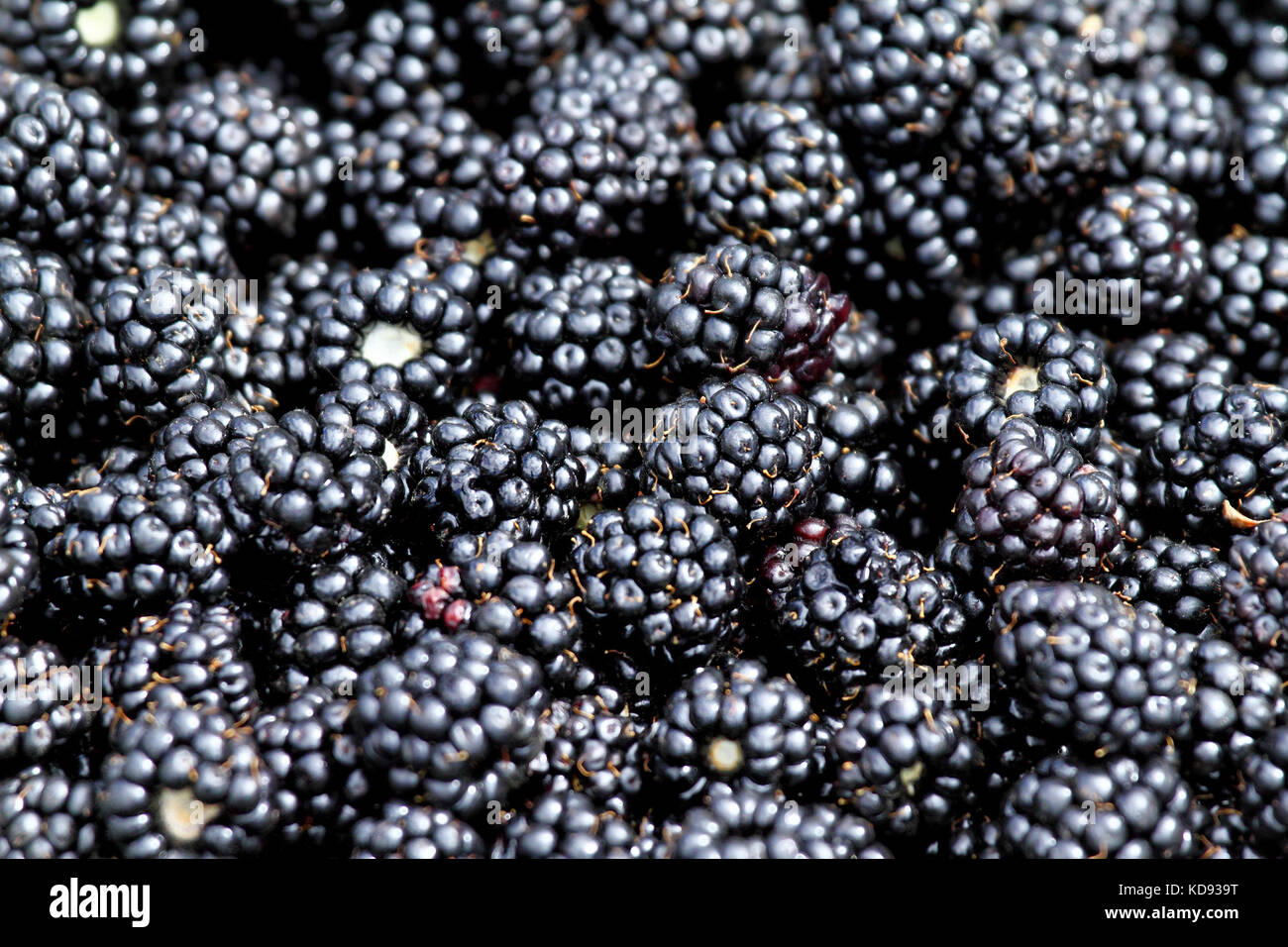 Blackberry texture hi-res stock photography and images - Alamy