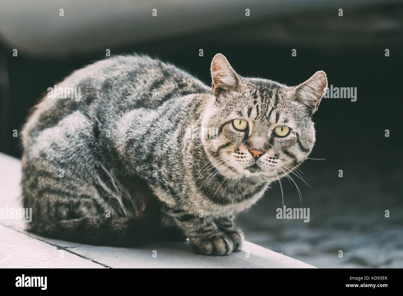 Funny Afraid Curious Cute Homeless Gray Cat Sitting Outdoor In Street ...