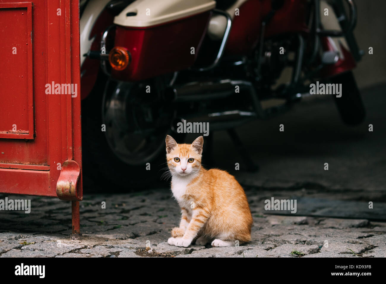 Funny Red And White Colors Cute Homeless Cat Kitten Sitting Outdoor In ...