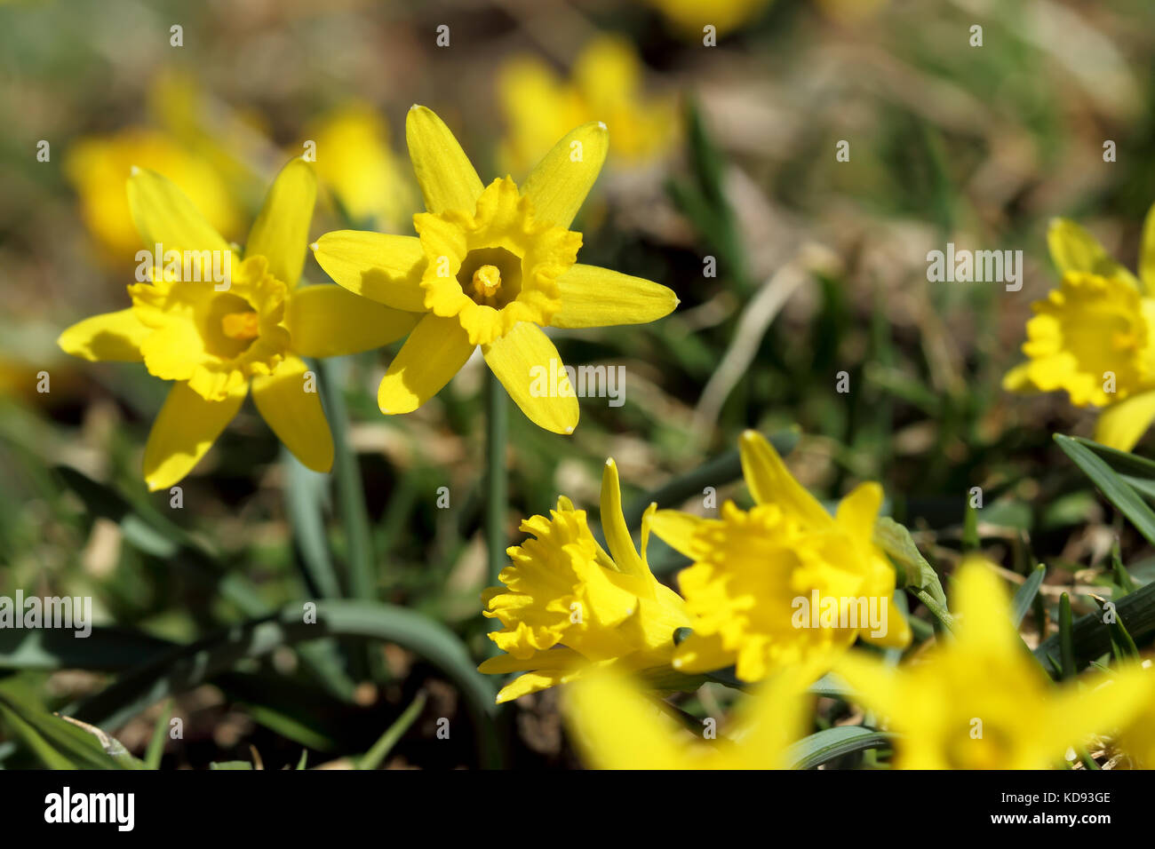 Small daffodil (Narcissus asturiensis) in Asturias, Spain Stock Photo ...