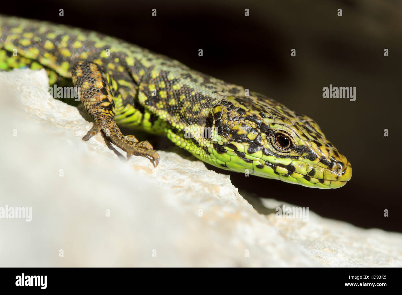 Iberian Rock Lizard (Iberolacerta monticola), Asturias. Spain Stock ...
