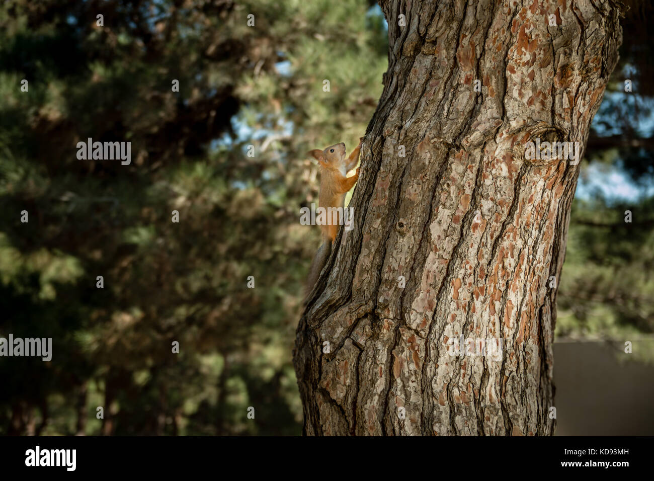 Squirrel running fast up to the tree Stock Photo - Alamy