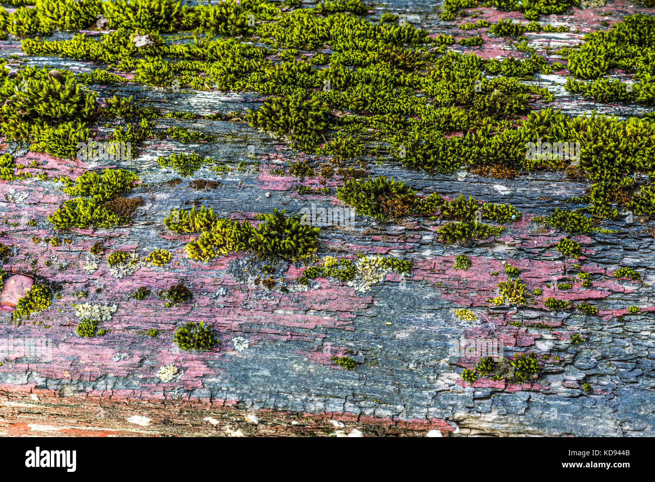 Very old weathered rustic wood texture with moss and cracks on the ...