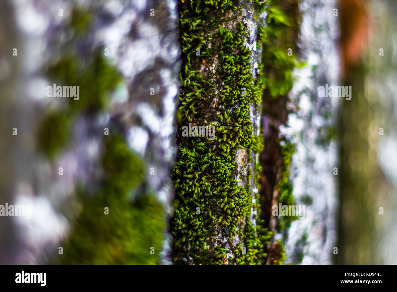 Very old weathered rustic wood texture with moss and cracks on the ...