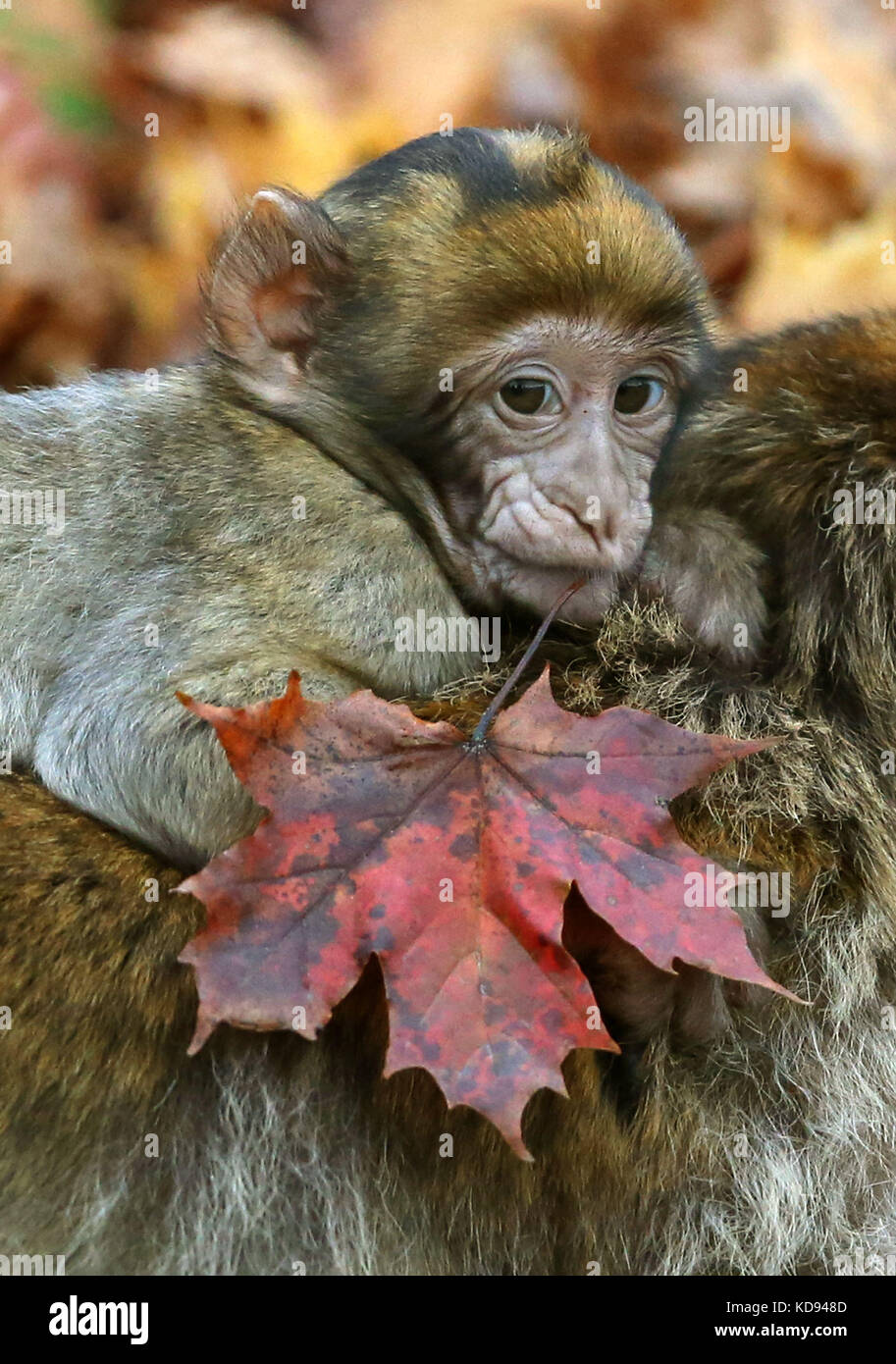 Mischievous Macaque monkeys play havoc with Autumn leaves at Blair ...