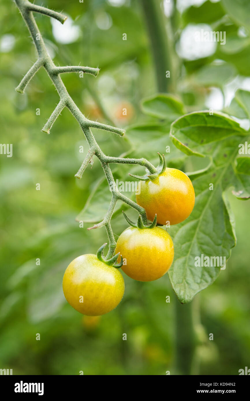 Close-up of three little unripe Cherry Tomatoes on a Tomato plant Stock ...