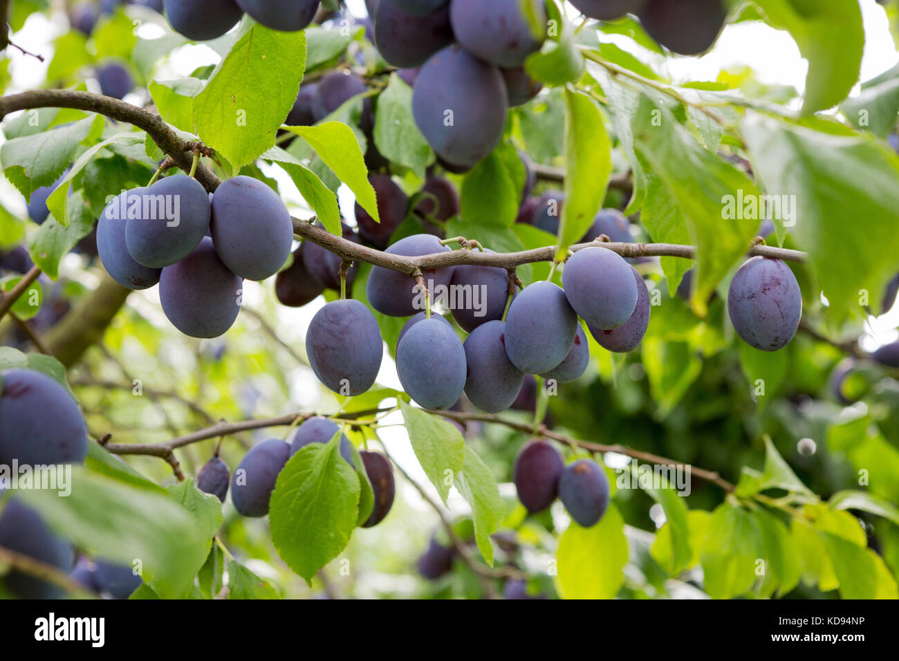 View into a Plum tree - Prunus domestica or European Plum - with lots ...