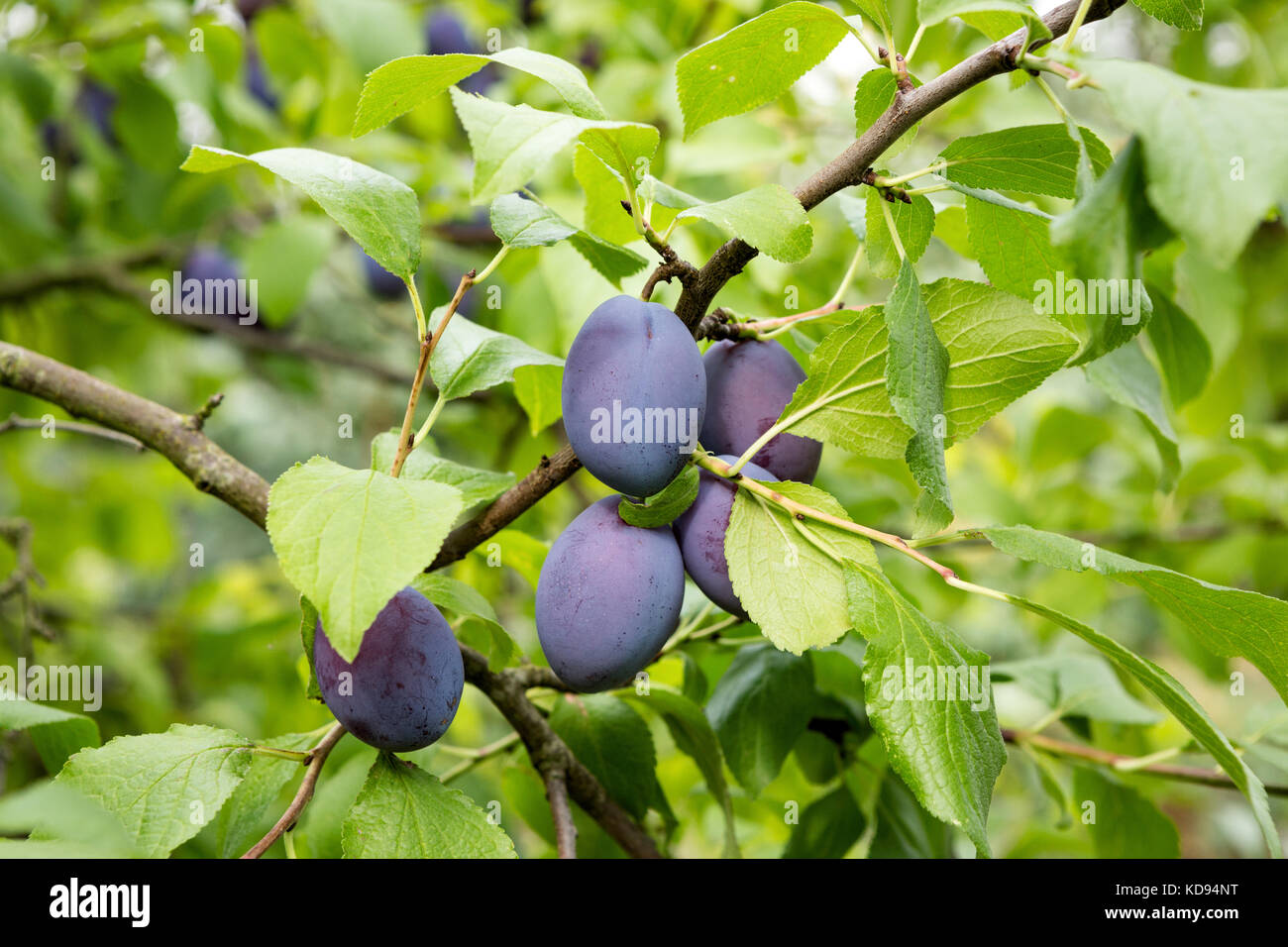 European plum prunus domestica plums hi-res stock photography and ...