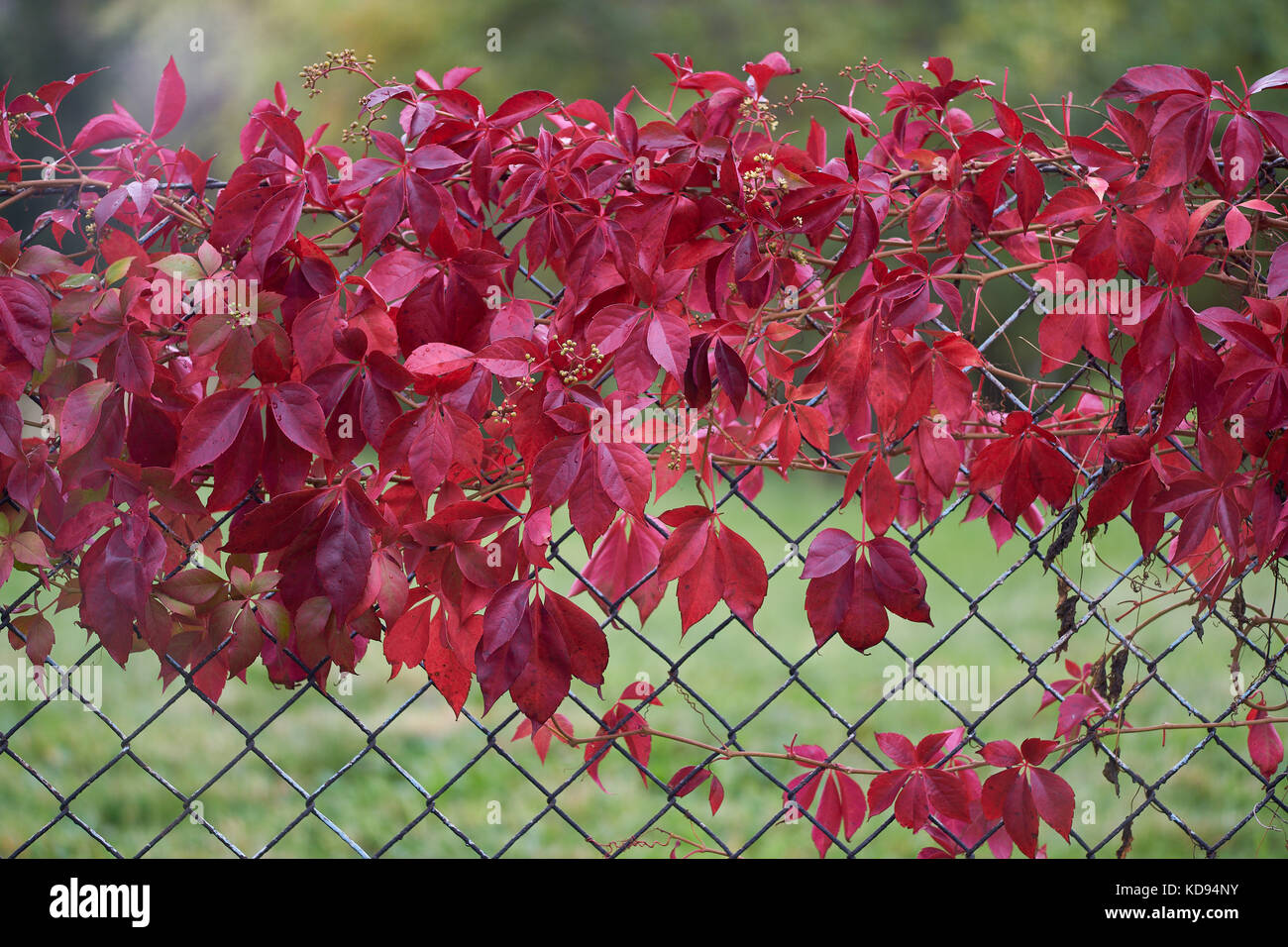 Virginia creeper on the fence hi-res stock photography and images - Alamy