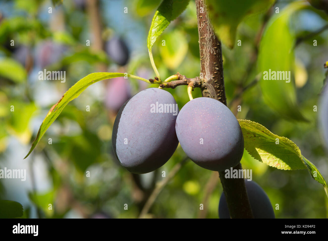 Two ripe Plums - Prunus domestica or European Plum - hanging, ready to ...