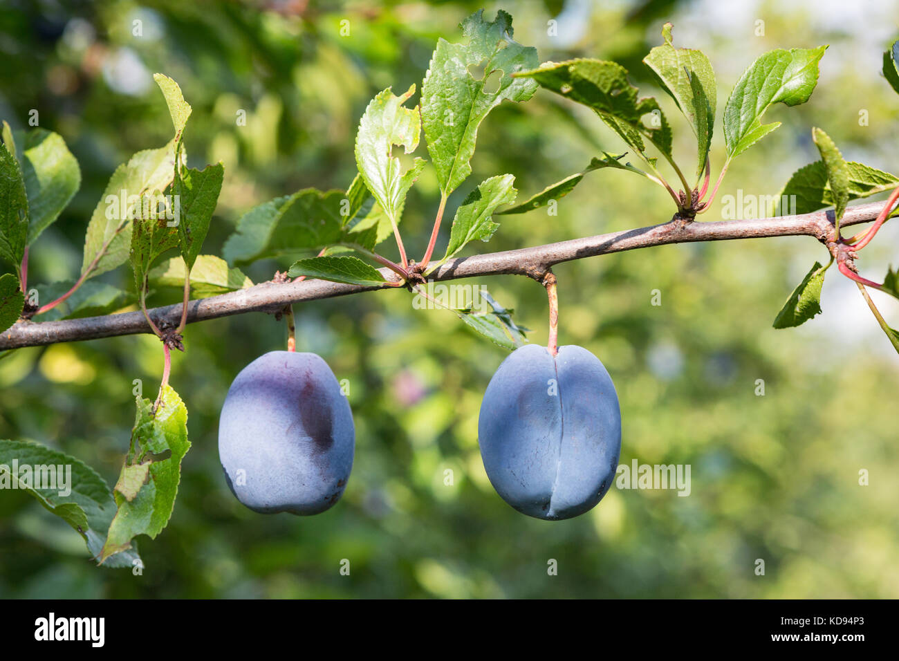 Two ripe plums tree hi-res stock photography and images - Alamy