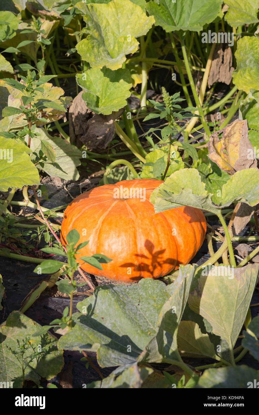 Cucurbita maxima hi-res stock photography and images - Alamy