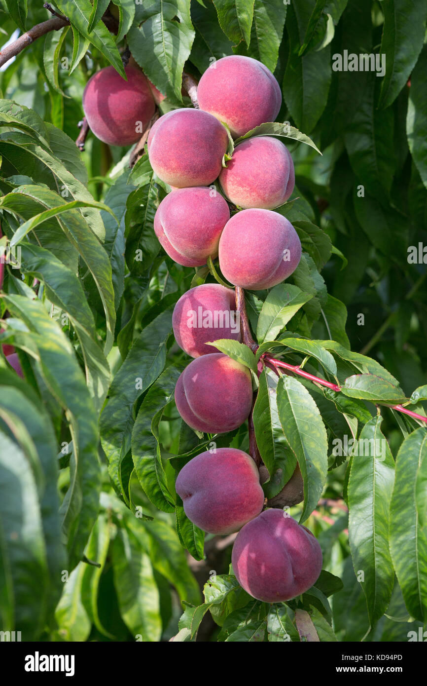 A big bunch of ripe Peaches - Prunus persica Stock Photo - Alamy