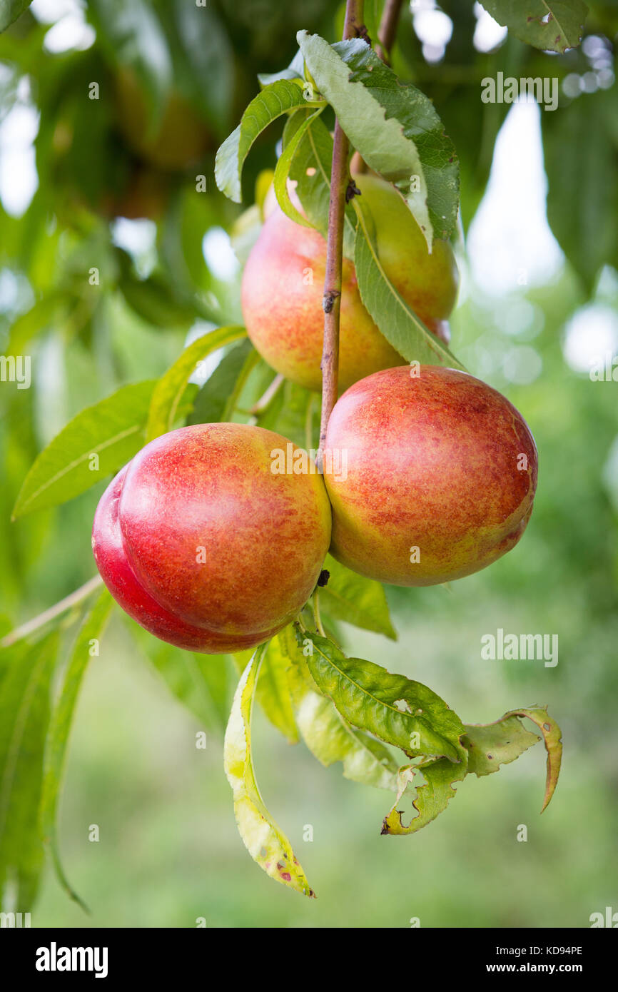 Prunus nectarina tree hi-res stock photography and images - Alamy