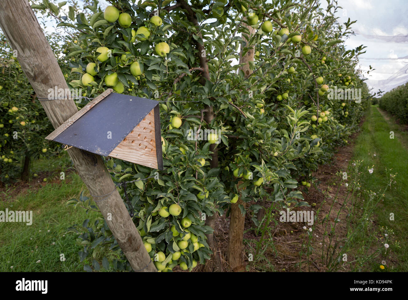 A mason bee house in an organic Apple orchard to stimulate pollination ...