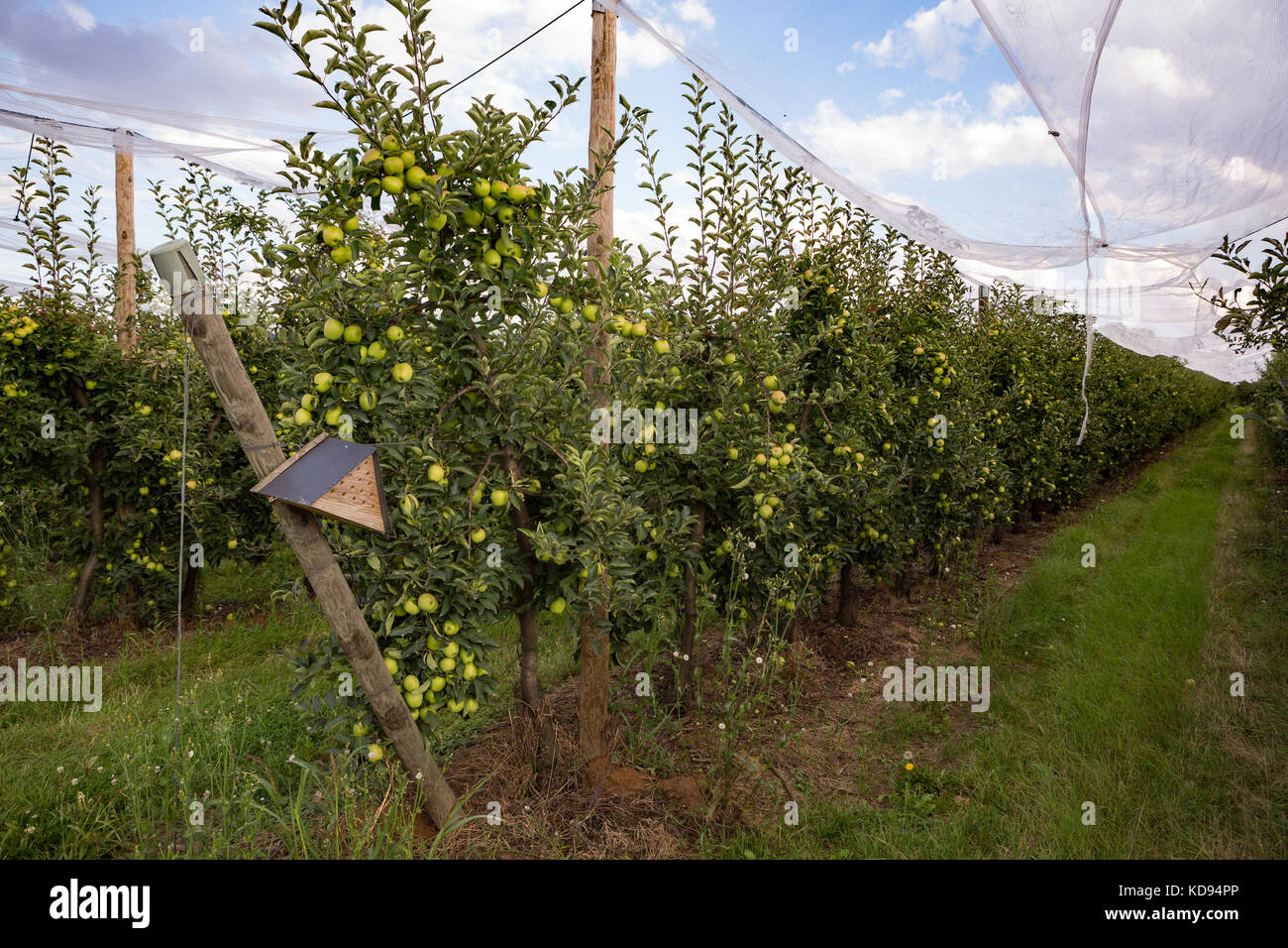 An apple orchard with a mason bee house to stimulate pollination Stock ...