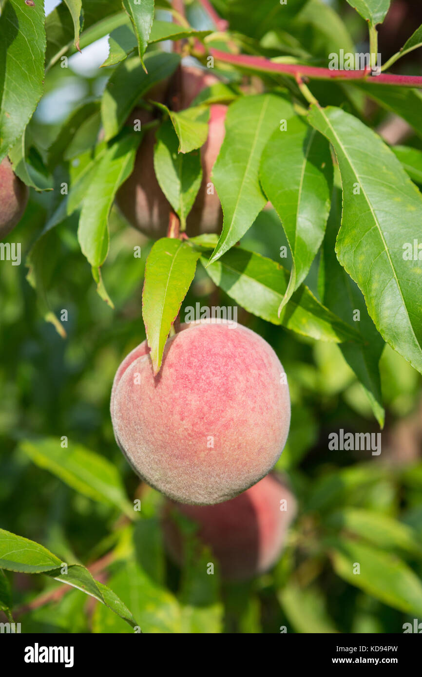 A Peach - Prunus persica - hanging in the sun amongst leaves Stock ...