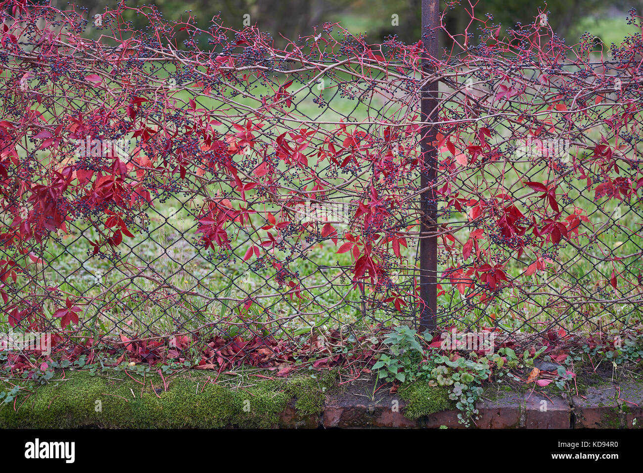 Virginia creeper on the fence turning red purple in autumn ...