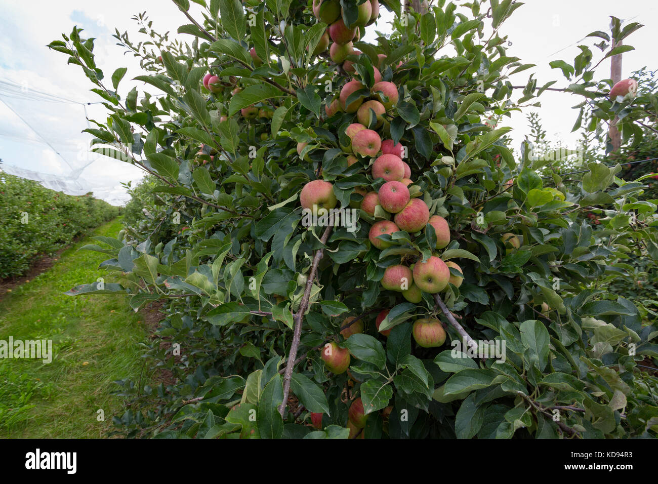 Organically grown orchard hi-res stock photography and images - Alamy