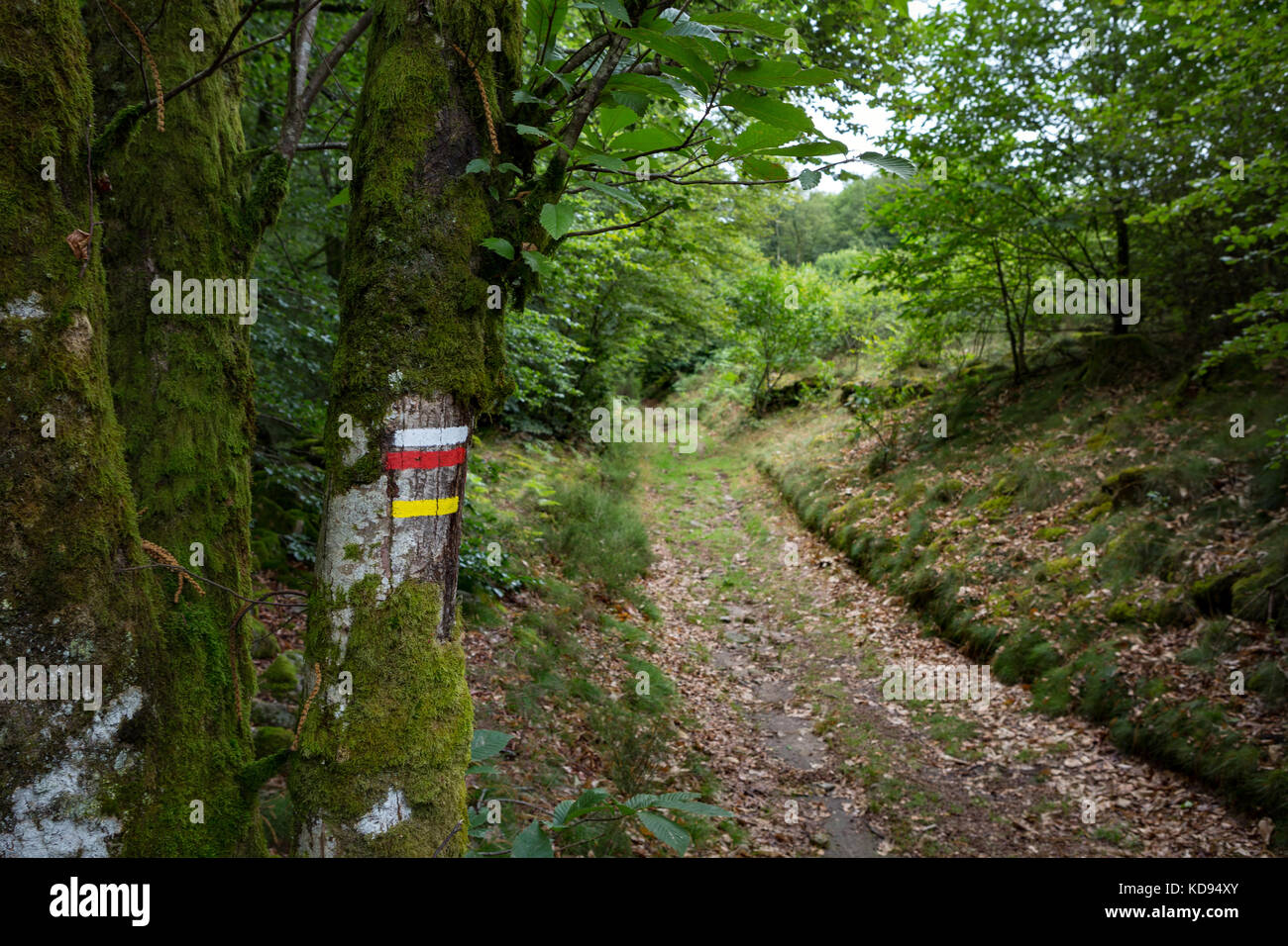 Blaze markers hi-res stock photography and images - Alamy