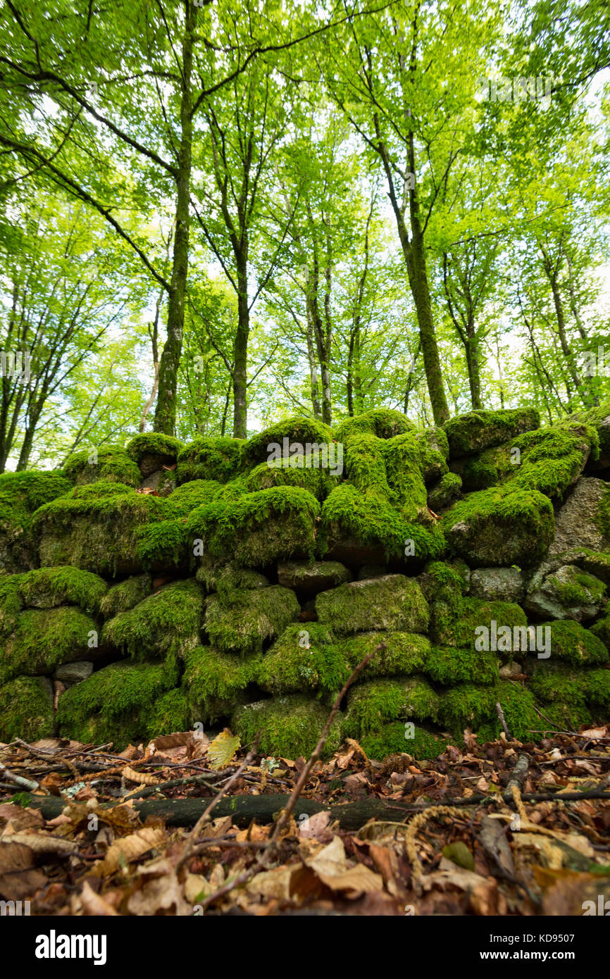 Moss structure hi-res stock photography and images - Alamy