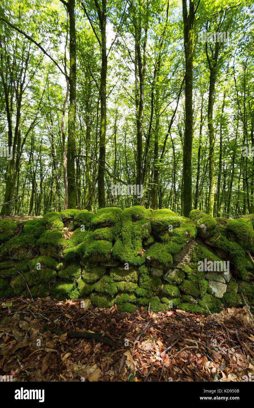 Moss structure hi-res stock photography and images - Alamy