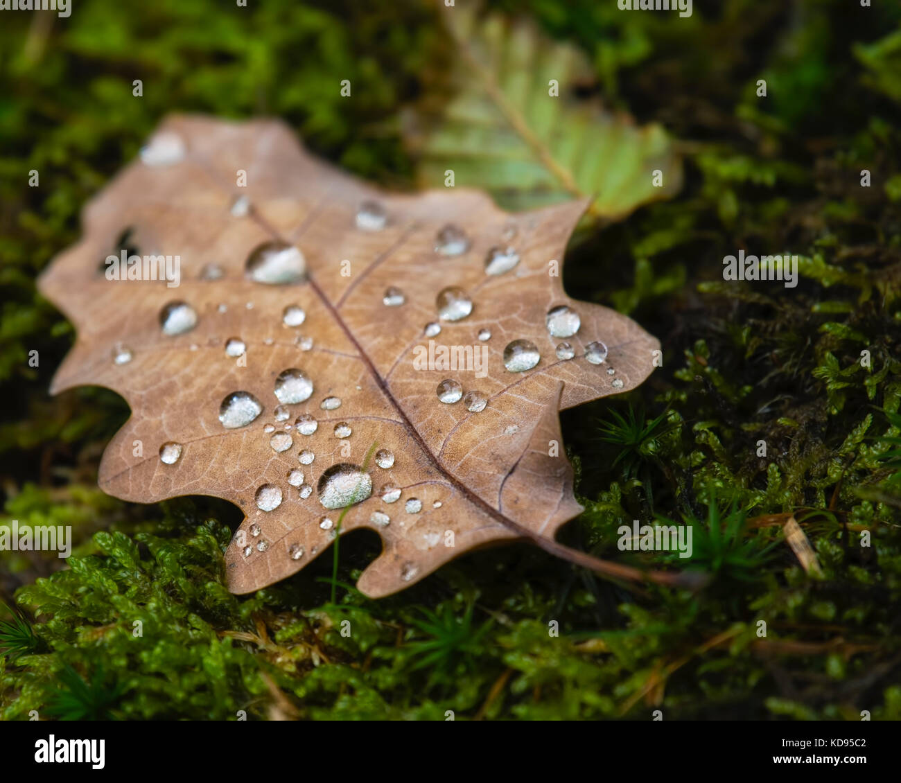 A beautiful fallen leaf in Fall, covered by rain drops Stock Photo - Alamy