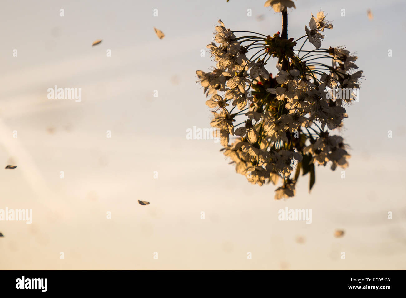 close up of blossoms flying in the wind Stock Photo - Alamy