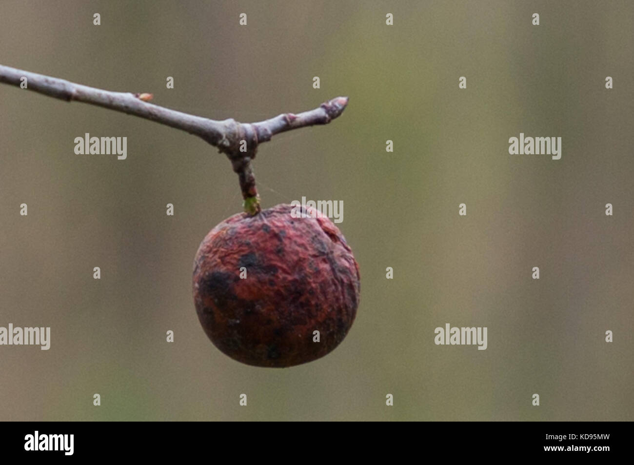 close up of old fruits Stock Photo - Alamy