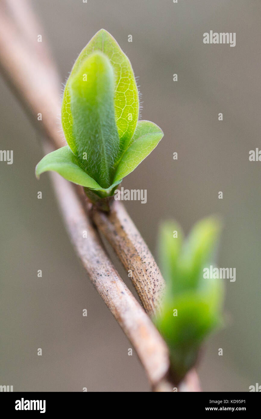 close up of new growing leafs Stock Photo - Alamy