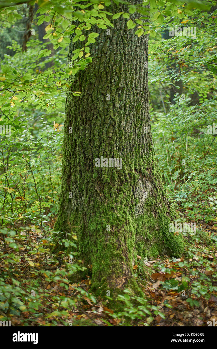 Central european forest in summer Lower silesia Poland Stock Photo - Alamy