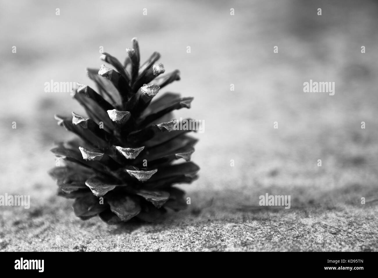 Close up evergreen branch Black and White Stock Photos & Images - Alamy