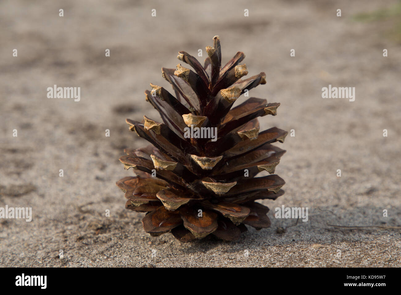 close up of fir cone Stock Photo - Alamy