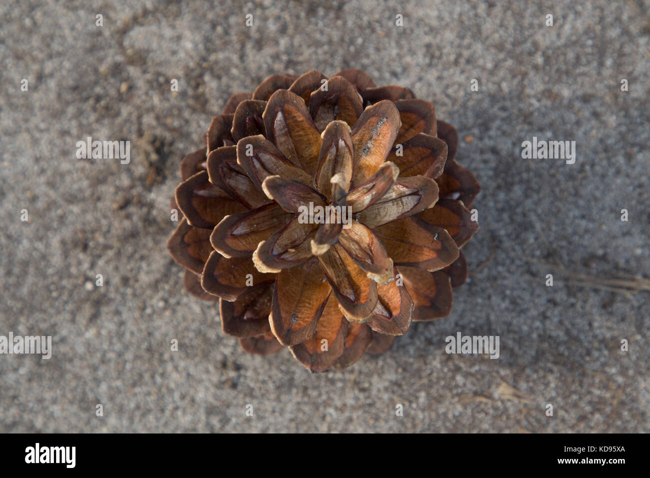 close up of fir cone Stock Photo - Alamy