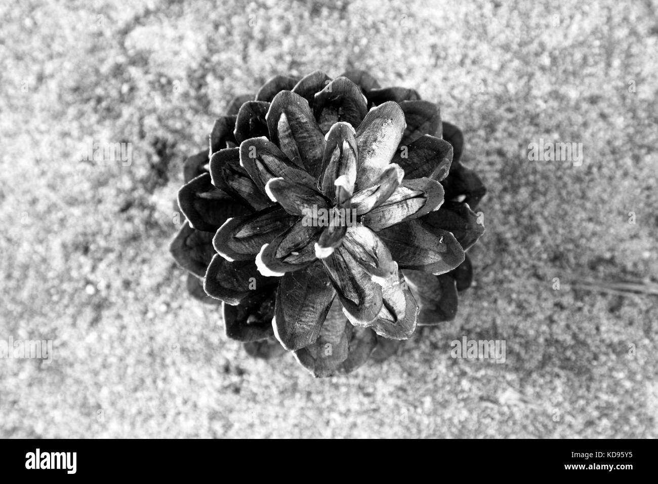 Close up evergreen branch Black and White Stock Photos & Images - Alamy