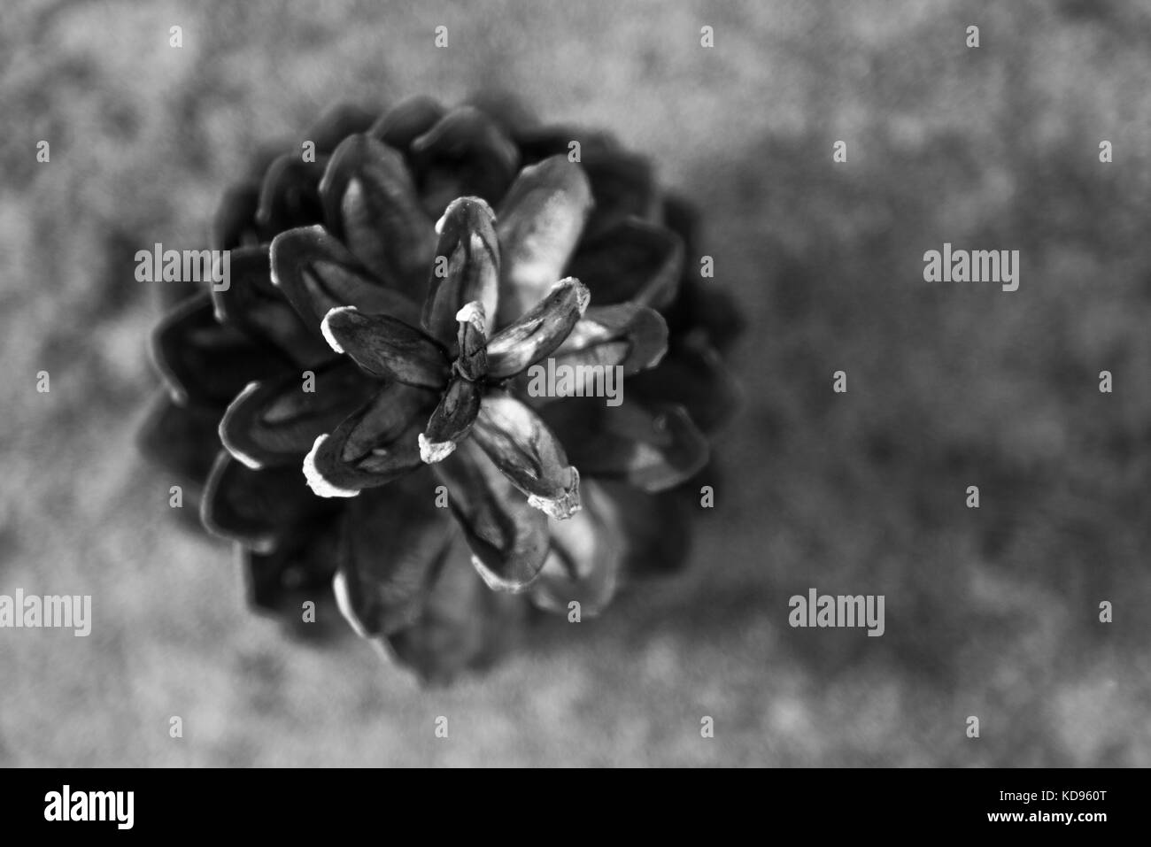 Cone on head Black and White Stock Photos & Images - Alamy