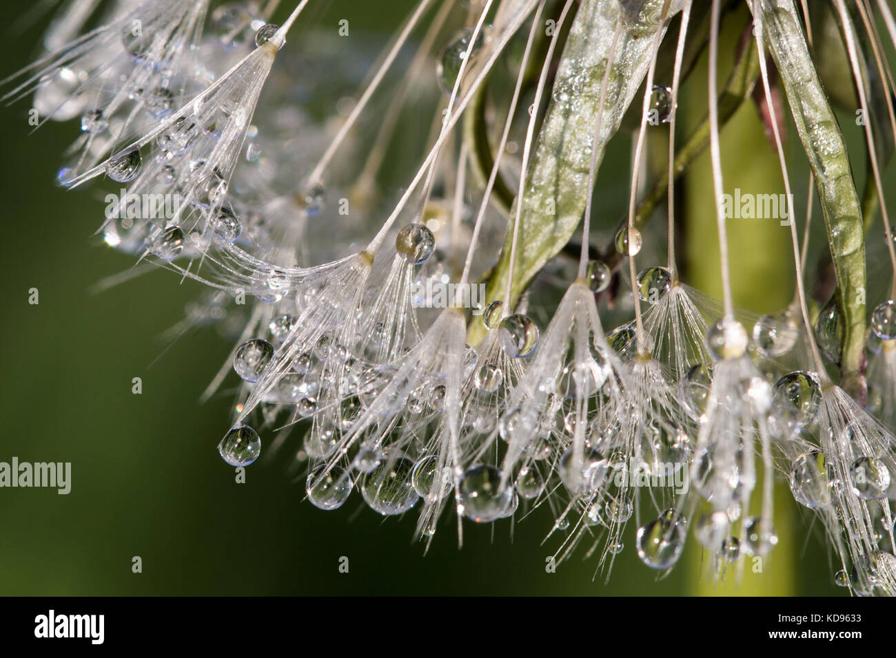close up of dandelion with water drops Stock Photo - Alamy