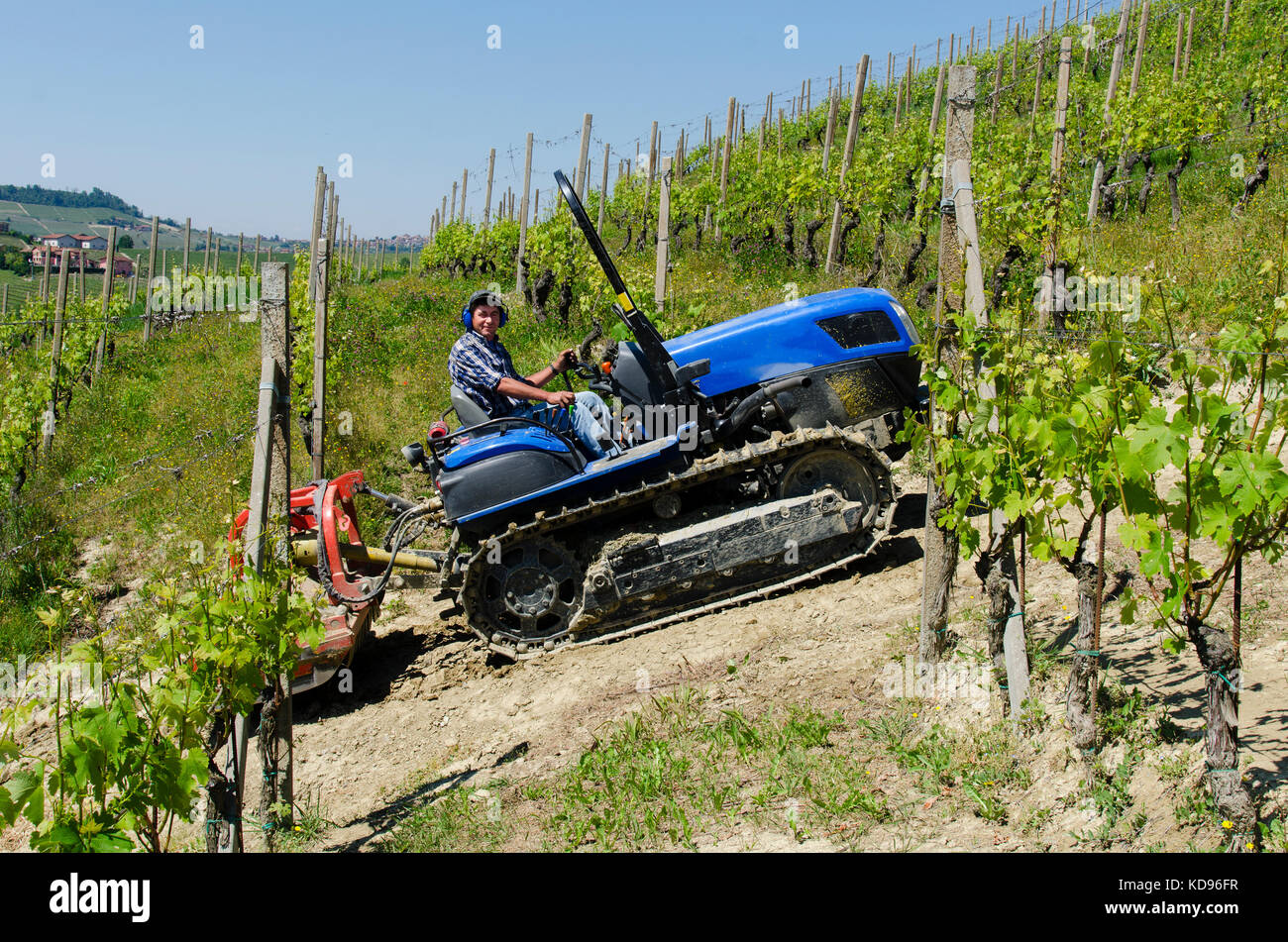 Driving on a crawler tractor, climbs steeply up the Langhe hills in ...