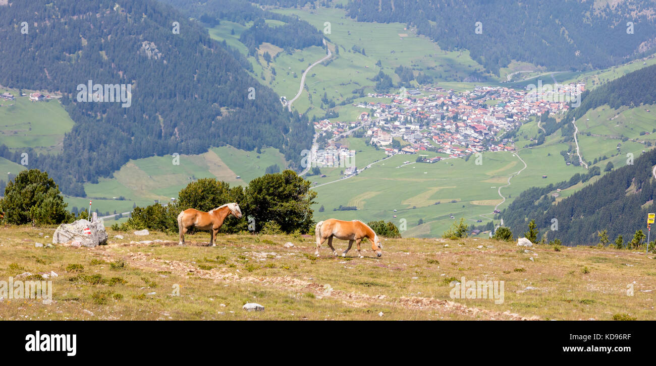 Two horses graze on pasture in the Alps, village in the background ...