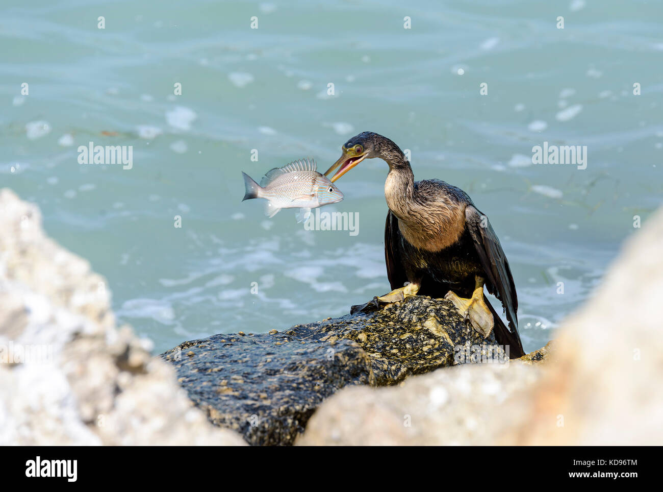 1 of 5 shots of anhinga eating a caught fish Stock Photo - Alamy