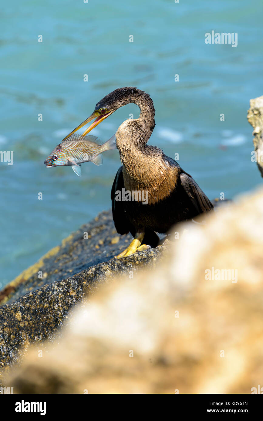 1 of 5 shots of anhinga eating a caught fish Stock Photo - Alamy