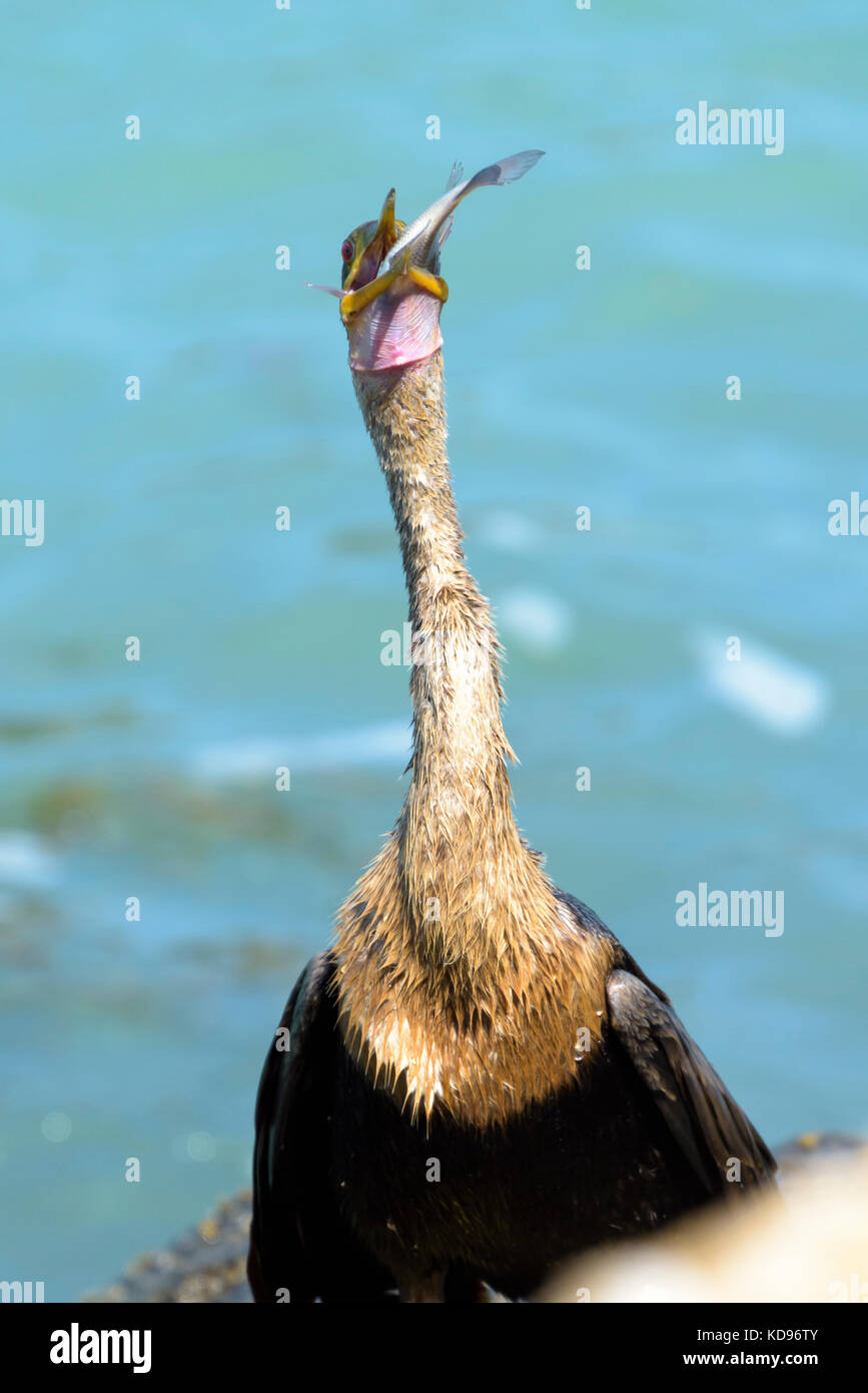 1 of 5 shots of anhinga eating a caught fish Stock Photo - Alamy