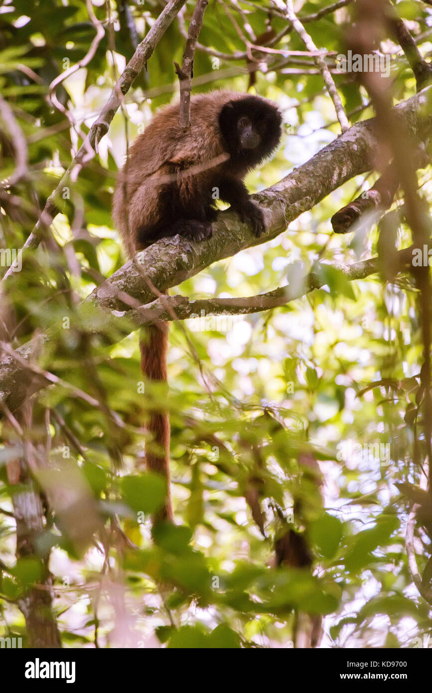 Callicebinae hi-res stock photography and images - Alamy