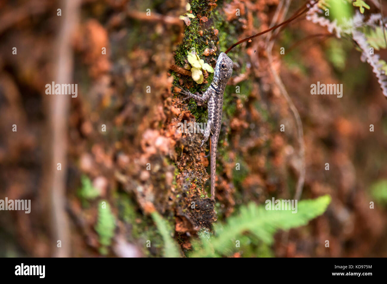 "Lagarto Calango (Tropidurus torquatus) fotografado em Domingos Martins ...