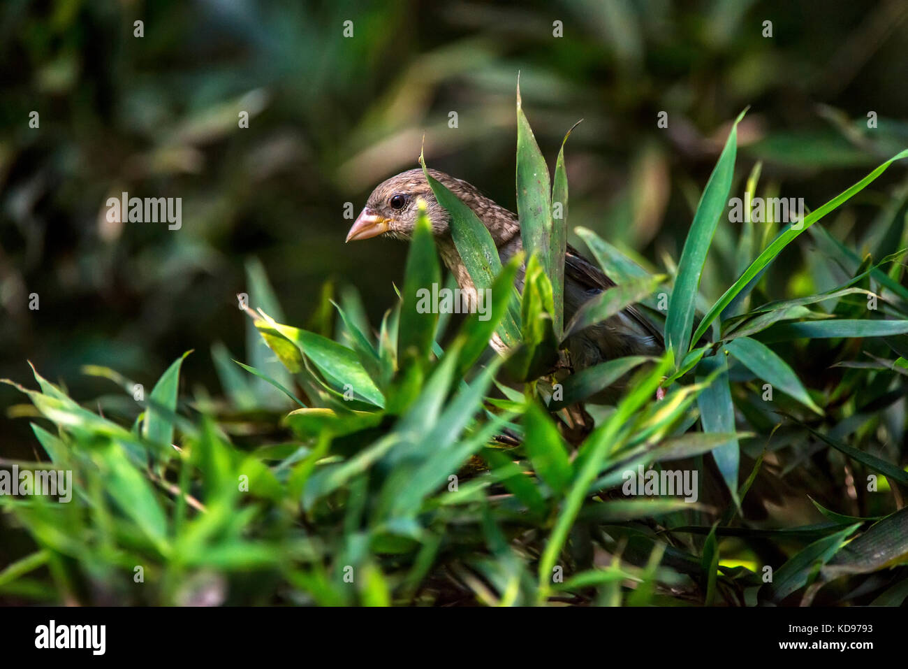 "Pardal (Passer domesticus) fotografado em Santa Teresa, Espírito Santo ...