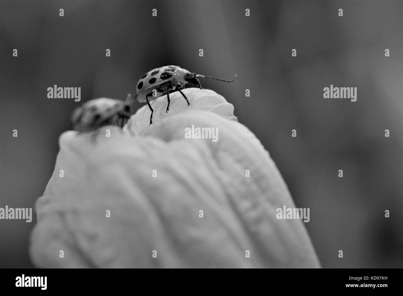 Lady bug Black and White Stock Photos & Images - Alamy