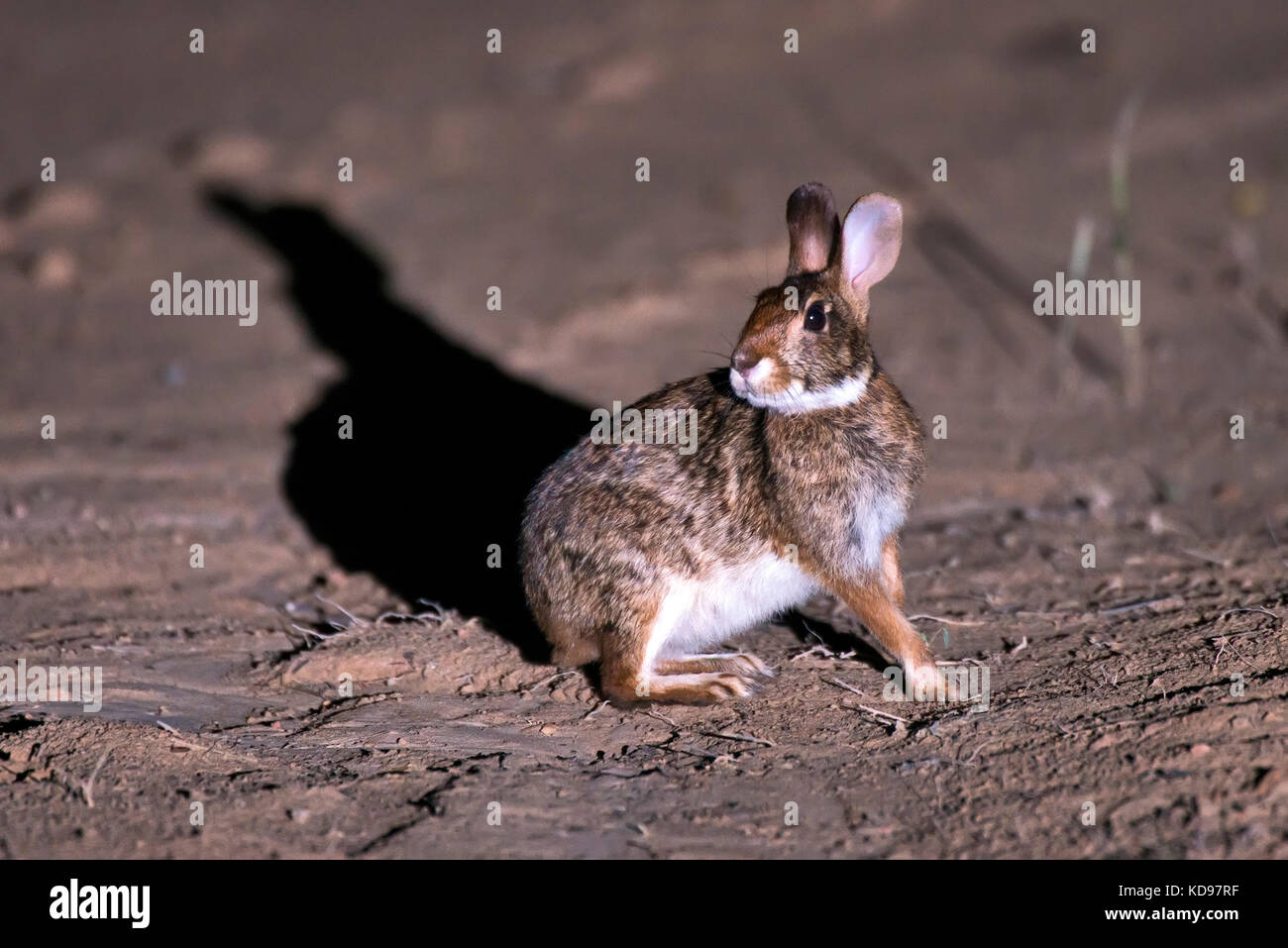 "Tapiti (Sylvilagus brasiliensis) fotografado em Conceição da Barra ...