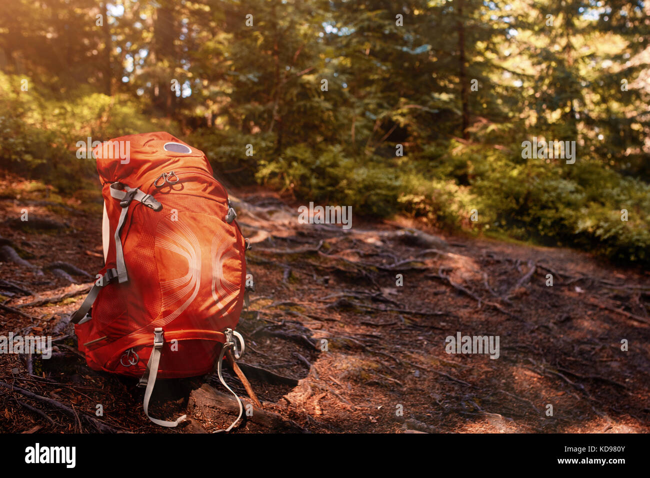 Closeup image tourist backpack at the summer forest Stock Photo - Alamy