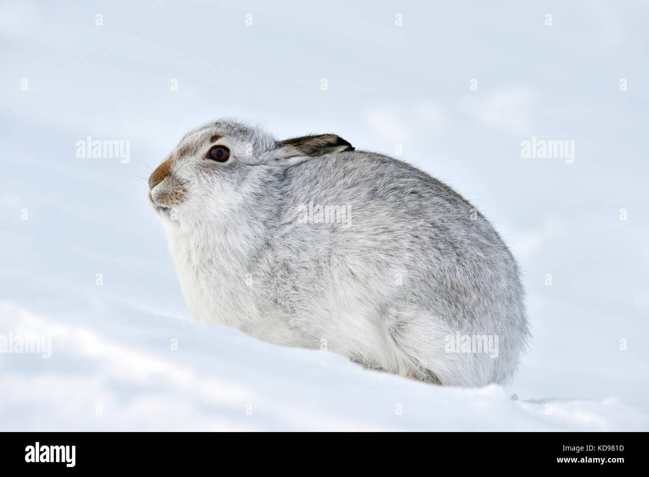 Mountain hare (Lepus timidus) UK Stock Photo - Alamy
