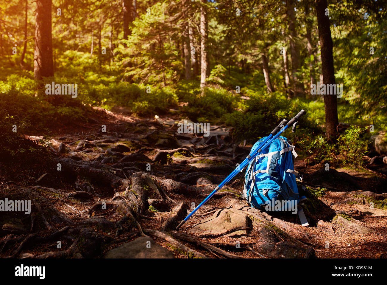 Closeup image tourist backpack at the summer forest Stock Photo - Alamy